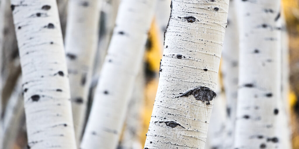 Mapping the genome of the Aspen tree - SciLifeLab