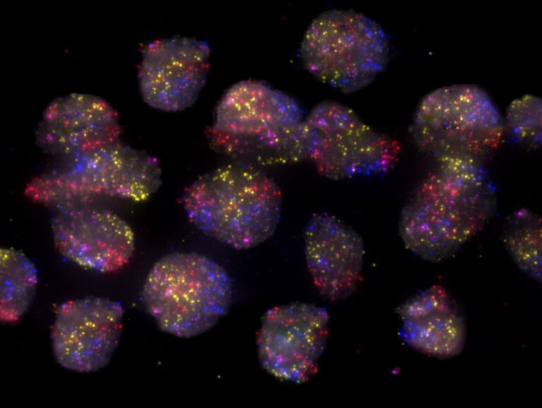 New online resource accelerates lab technique visualizing single cell ...