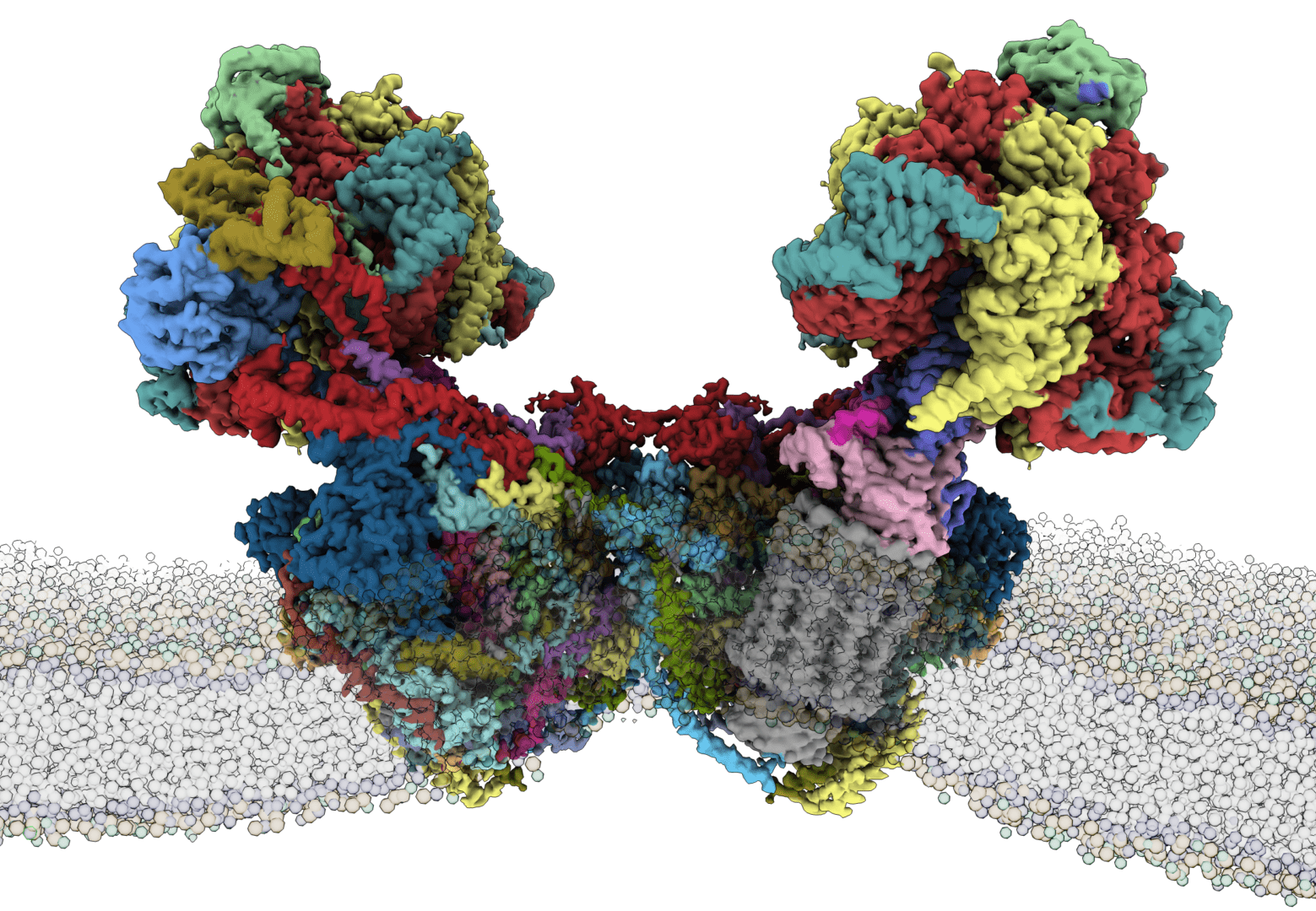 Structure of a mitochondrial ATP synthase - SciLifeLab