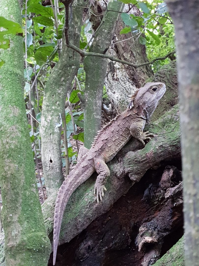Evolutionary history of Tuatara clearly mapped for the first time ...