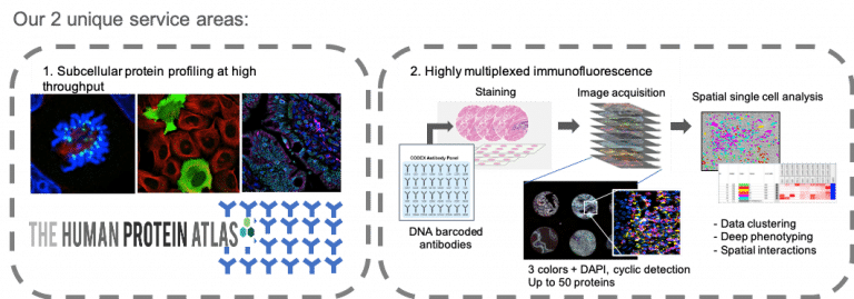 Spatial Proteomics - SciLifeLab