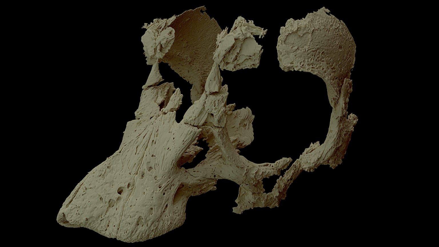 Powerful X-ray reveals hidden face of sauropod baby - SciLifeLab