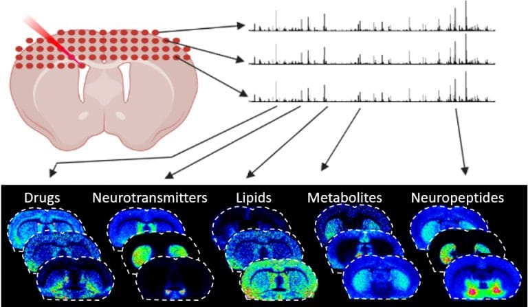 Spatial Mass Spectrometry - SciLifeLab
