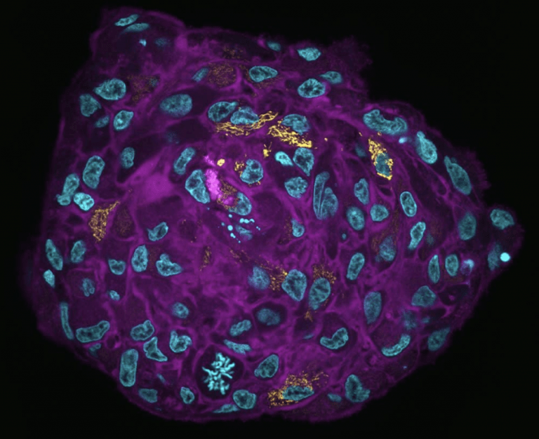 SciLifeLab Optical Clearing and Expansion symposium - SciLifeLab
