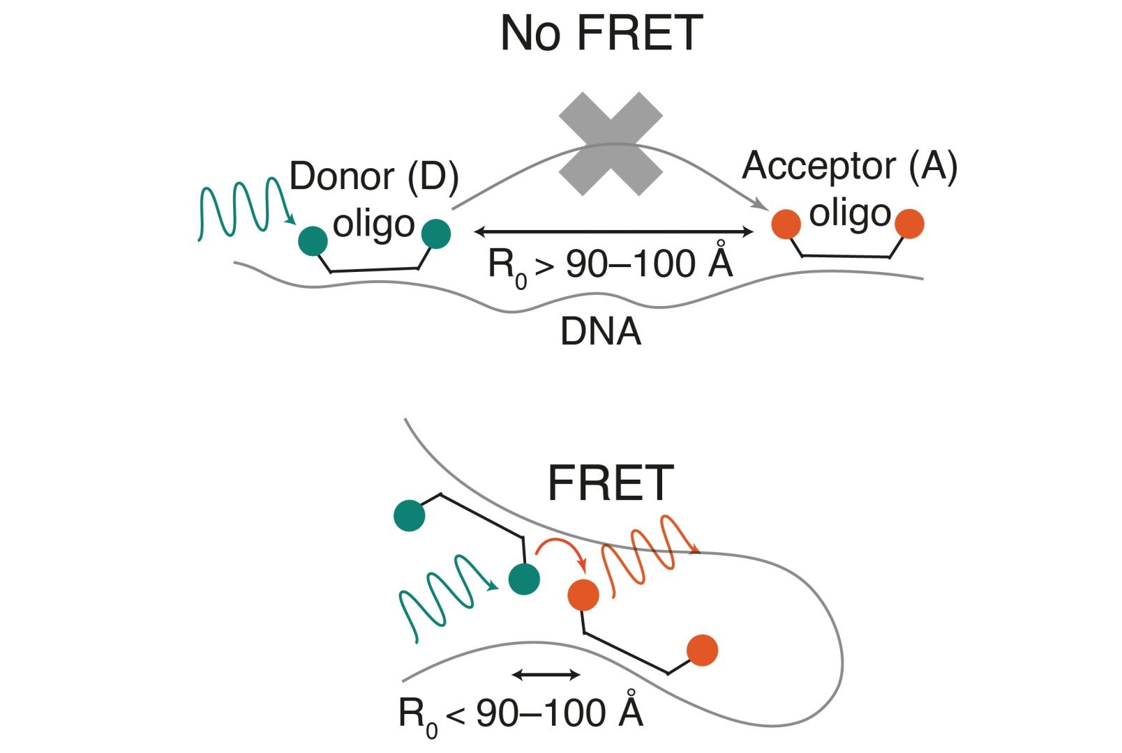 FRET-FISH measures targeted chromatin compaction in single cells ...