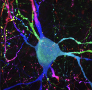 3D context analysis of multicellular systems by CUBIC cell-omics ...