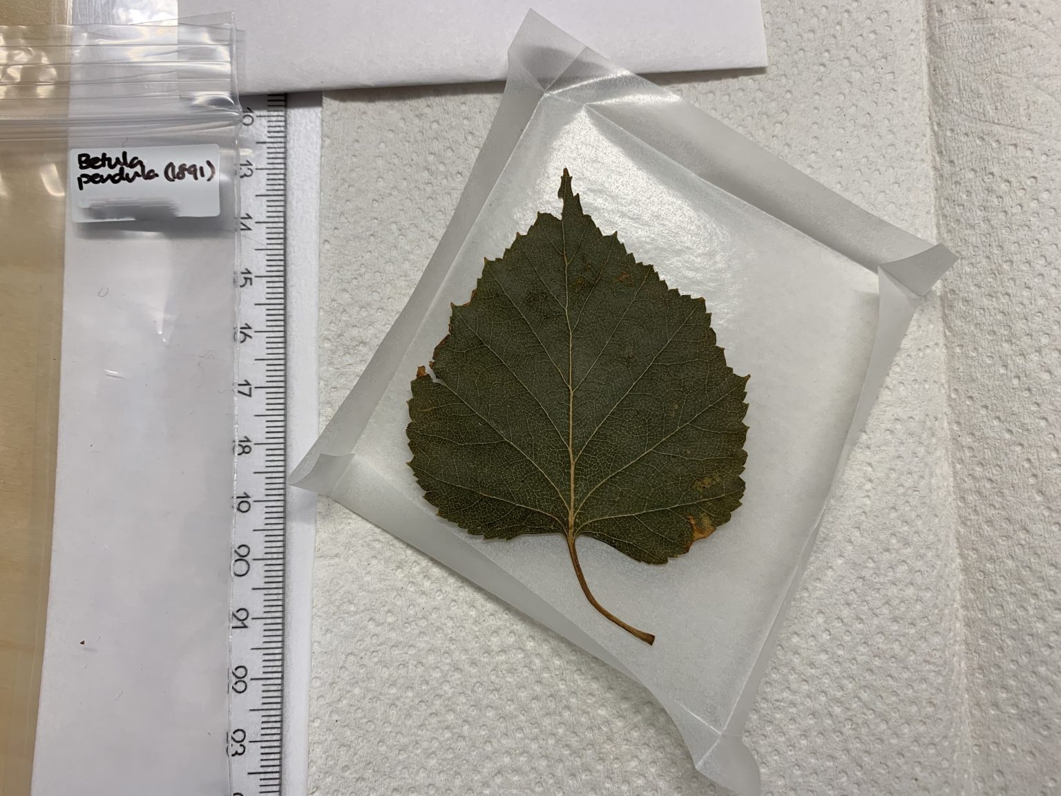 SciLifeLab´s Ancient DNA Unit: Unlocking the Secrets of Plant Evolution ...